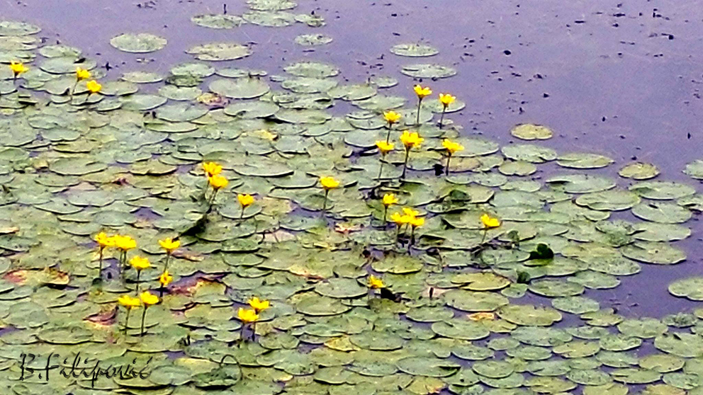 Специјални резерват природе Стари Бегеј – Царска бара - Клуб планинара ...