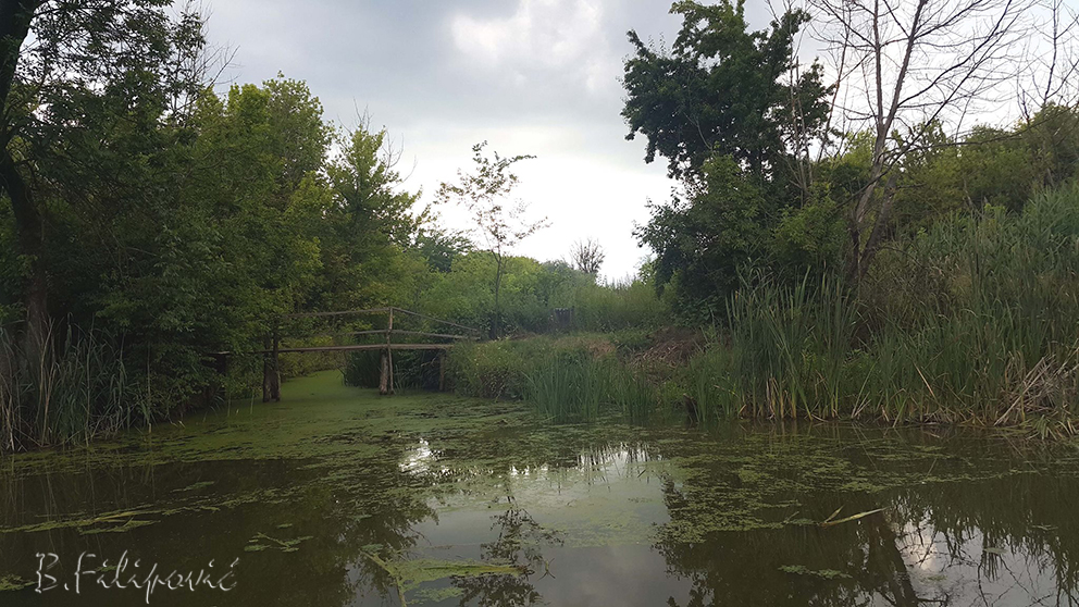 Специјални резерват природе Стари Бегеј – Царска бара - Клуб планинара ...