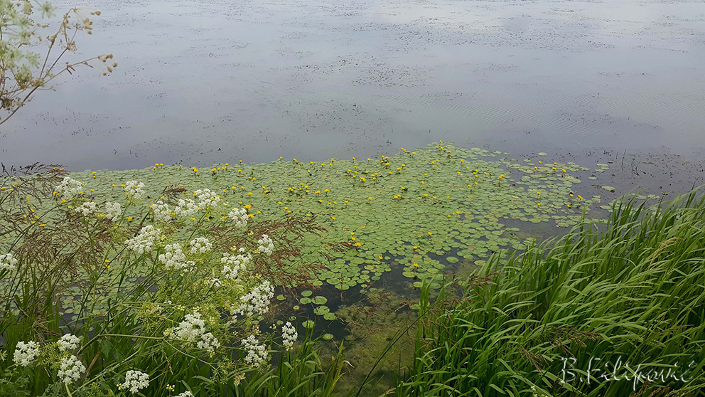 Специјални резерват природе Стари Бегеј – Царска бара - Клуб планинара ...